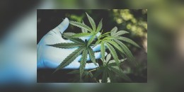 Trust In Testing Certification Launched by SC Labs and ACT Laboratories ...