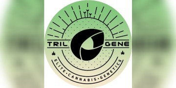 Trilogene Seeds Launches Triploid Cannabis Seed Line for Improved ...