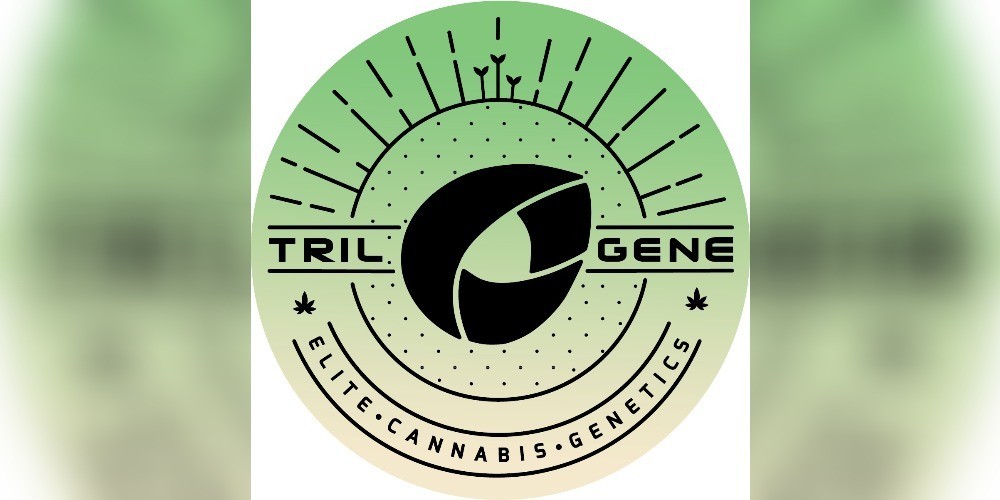 Trilogene Seeds Launches Triploid Cannabis Seed Line for Improved ...